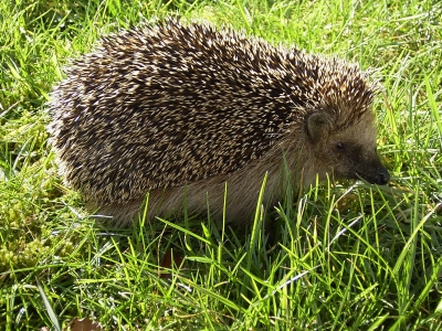 egel – Dialectloket